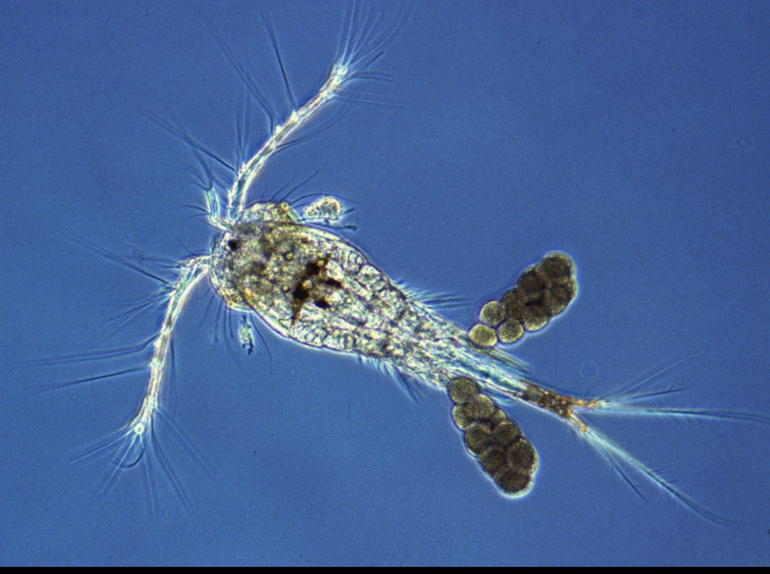 OITHONA COPEPODS AKA DIOITHONA