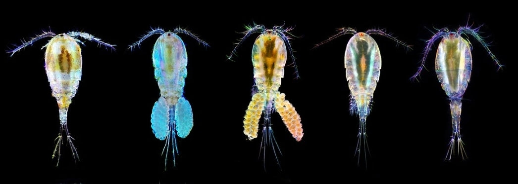 LIVE COPEPODS AND PHYTOPLANKTON