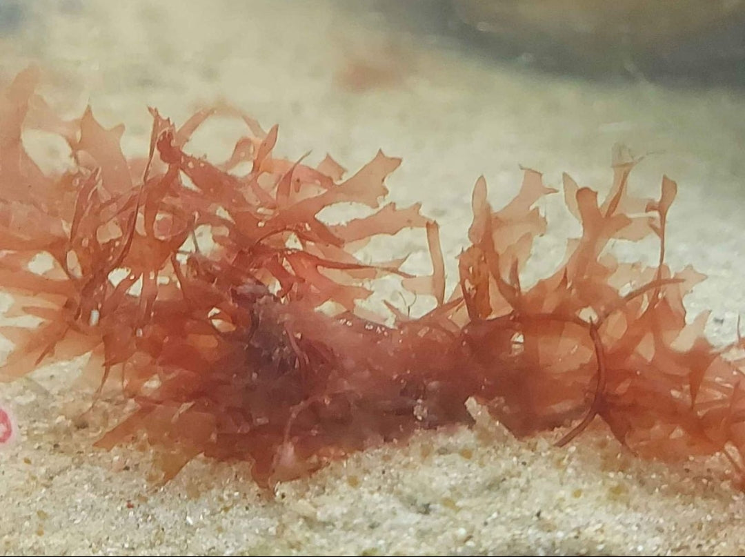 Fireball/Red Flame - Macro algae