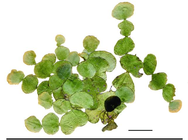 Halimeda discoidea (MONEY PLANT)